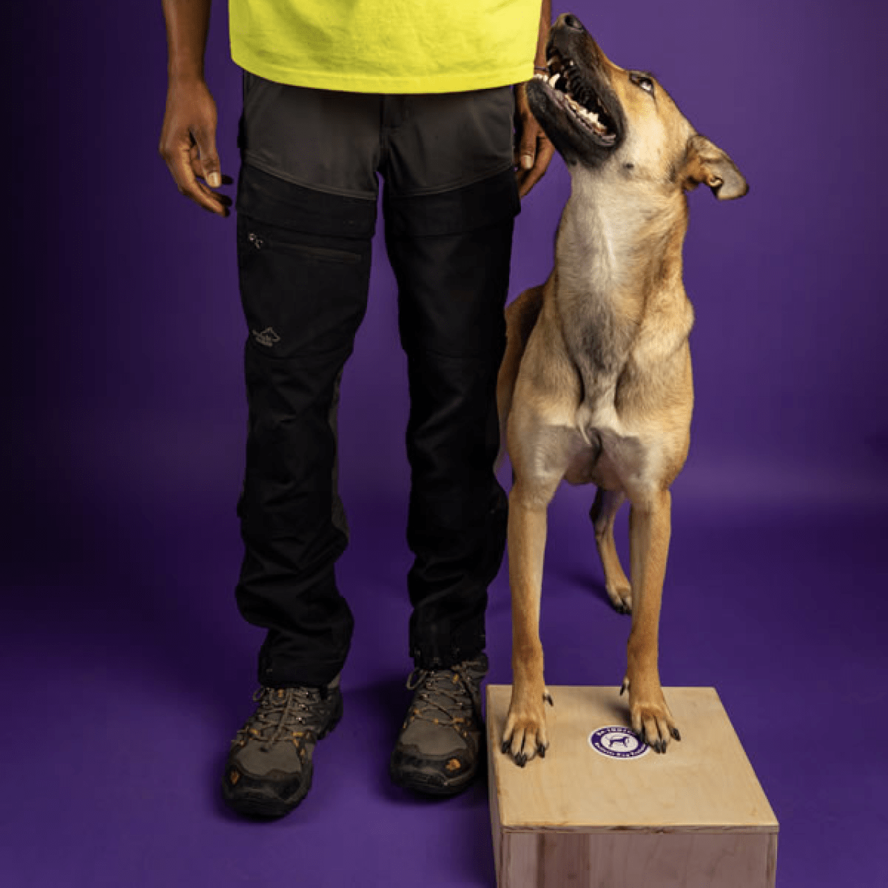 K9-Indigo Dog Training | Orange County & Los Angeles | For All Breeds ...